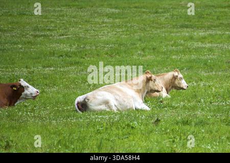 Cows lie on a meadow in Benzingerode, Germany, Wednesday, June 10, 2026 ...