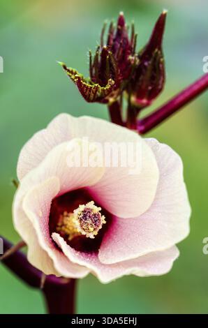 Closeup carpel and pink flower blossom on tree of Jamaica Sorrel or ...