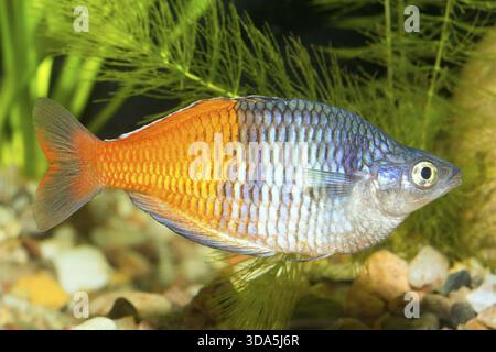 Rainbow fish from genus Melanotaenia in aquarium Stock Photo - Alamy
