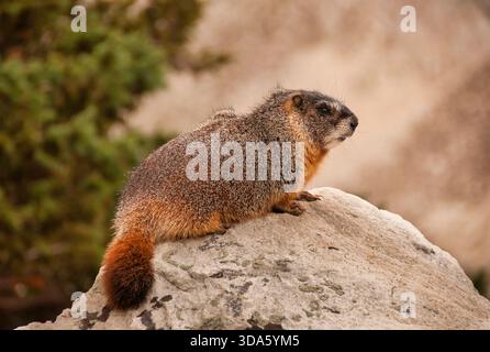 Marmot sits on rock in the Rocky Mountains, Colorado Stock Photo - Alamy