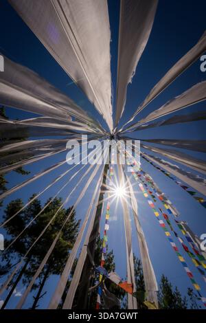 Low-angle view of sun-drenched magnolia tree leaves, capturing the ...
