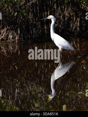 Detailed image of a white egret in the border of river Douro Stock ...