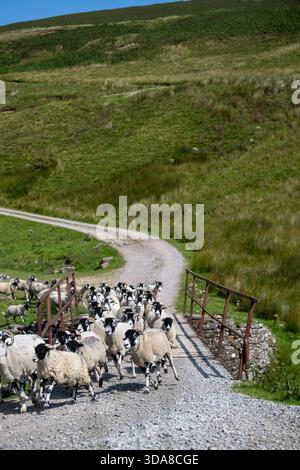 Farmer in Swaledale, North Yorkshire making bales of hay, using a ...