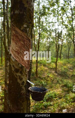 Rubber tapping process with latex dripping from a rubber tree into the ...