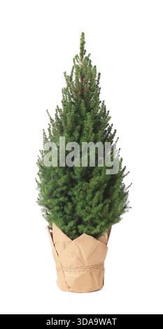 Potted small spruce tree wrapped in paper isolated on white Stock Photo ...