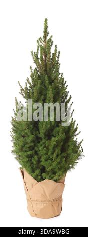 Potted small spruce tree wrapped in paper isolated on white Stock Photo ...