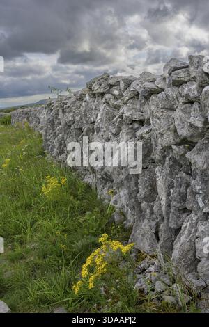 Stonewall in the karst landscape "The Burren" near Doolin on the ...