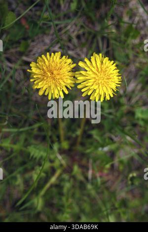 Top view of two yellow dandelion flowers against green grass background ...