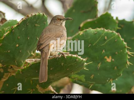 Birding in the Rio Grande Valley of South Texas Stock Photo - Alamy