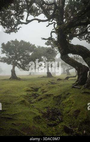 Fanal forest , old mystical tree in Madeira island, Unesco Stock Photo ...