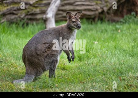 Red-necked Wallaby (Notamacropus rufogriseus Stock Photo - Alamy