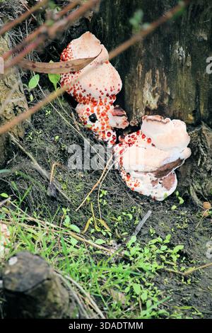 Red-juice Tooth (Hydnellum peckii), Fungi, Highland Council, UK, There ...