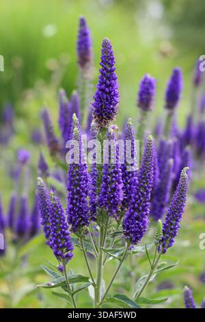 Garden Speedwell - Veronica longifolia Stock Photo - Alamy