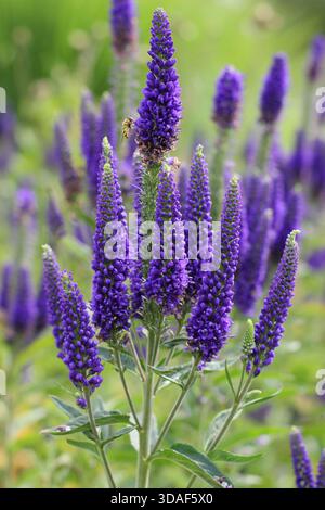 Blue flower Veronica Longifolia in the garden, closeup Stock Photo - Alamy