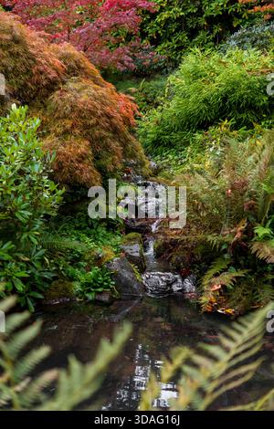 USA, Washington State, Seattle. Kubota Japanese Garden, Autumn Leaves ...