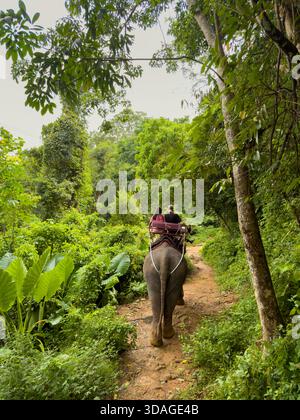 Elephant woman forest tree traditional clothing hat tourist animal ...