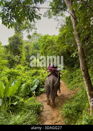 Elephant woman forest tree traditional clothing hat tourist animal ...