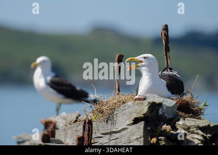 A pair of Kelp Gulls (Larus dominicanus) swimming at a Wildlife Park in ...
