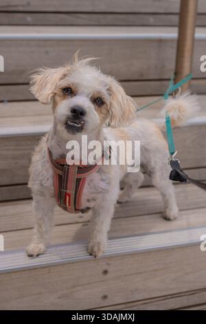 Jack Russell Cross Poodle Jackapoo smarty and cheeky on beach Stock ...