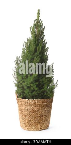 Small potted spruce tree isolated on white Stock Photo - Alamy
