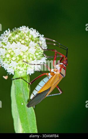 Adult Cotton Stainer Bug of the Genus Dysdercus Stock Photo - Alamy