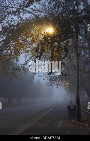 The street lights and trees in foggy weather Stock Photo - Alamy
