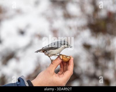 The Eurasian nuthatch eats seeds from a man's hand. Hungry bird wood ...
