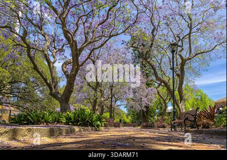 A view in Parramatta Park in Sydney, Australia Stock Photo - Alamy