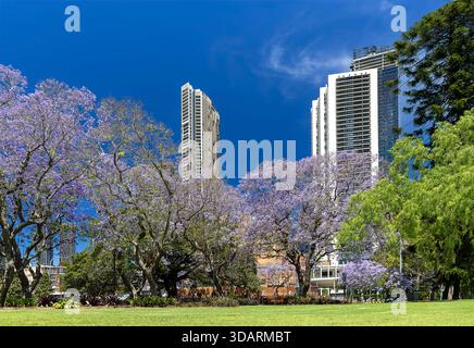 Urban city park - Parramatta Prince Alfred park Jacaranda blossoming ...