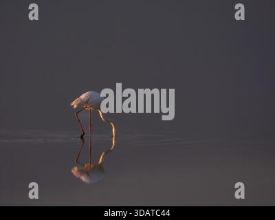 a selection of pink flamingos in the Rift Valley of Africa Stock Photo ...