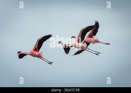 a selection of pink flamingos in the Rift Valley of Africa Stock Photo ...