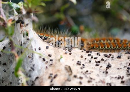 Tent caterpillars, Larvae of the Lasiocampidae Malacosoma Moth ...