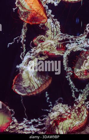 Vibrant orange jellyfish with long tentacles floating in dark blue ...