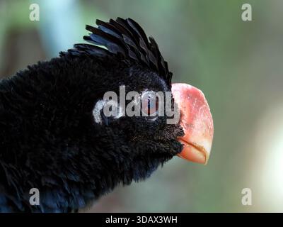 Mituhokko, Hocco mitou, Pauxi mitu, csupaszfülű mitu, Parque das Aves ...