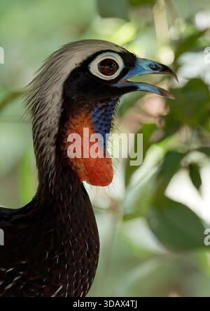 black-fronted piping guan, Schwarzmaskenguan, Pénélope à front noir ...