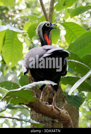 black-fronted piping guan, Schwarzmaskenguan, Pénélope à front noir ...