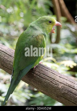 plain parakeet, Tirikasittich, Toui tirica, Brotogeris tirica ...