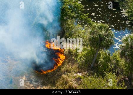 Flames burn through dry grass and piles of pine trees as the Longwood bushfire continues in ...