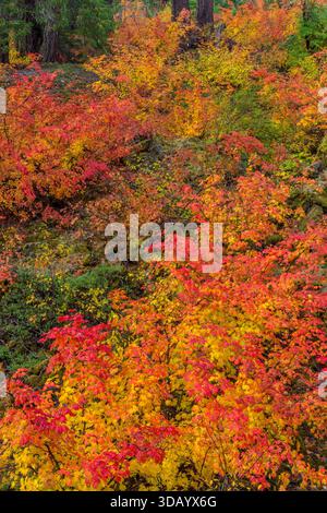 Vine Maple, Acer circinatum, McKenzie River National Recreation Trail ...