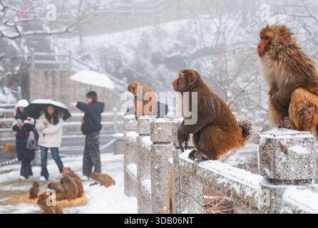 Macaques interact with tourists in Huaguo Mountain Scenic Area in ...