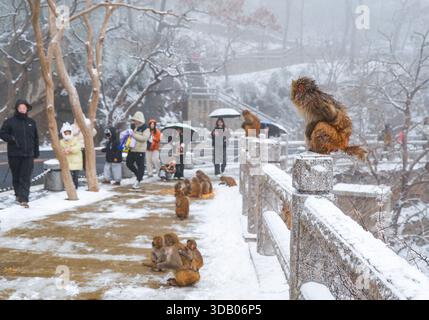 Macaques interact with tourists in Huaguo Mountain Scenic Area in ...