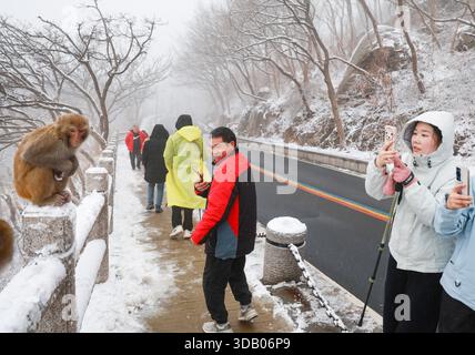 Macaques interact with tourists in Huaguo Mountain Scenic Area in ...