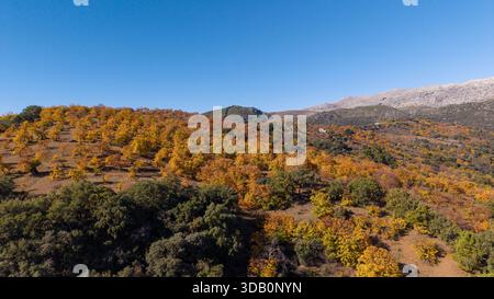 aerial view of the copper forest in the Genal valley, Spain Stock Photo ...
