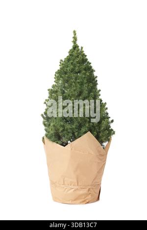 Potted small spruce tree wrapped in paper isolated on white Stock Photo ...