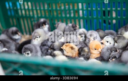 Mixed color baby chicks huddling together in poultry farm breeding ...
