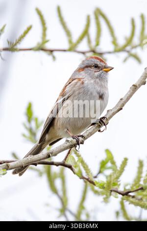 American tree sparrow bird at Vancouver BC Canada Stock Photo - Alamy