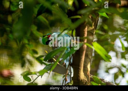 Javan Green Magpie (Cissa thalassina). Kinabalu National Park, Sabah ...