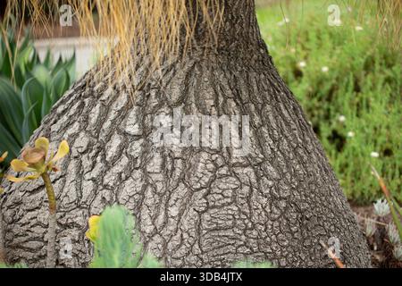 A view of a caudex of a ponytail palm Stock Photo - Alamy