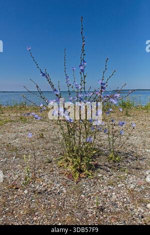 Close up of Common Chicory (Cichorium intybus Stock Photo - Alamy