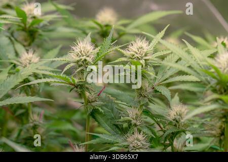 female early blossom marijuana SoG Sea of Green net hemp cultivation ...